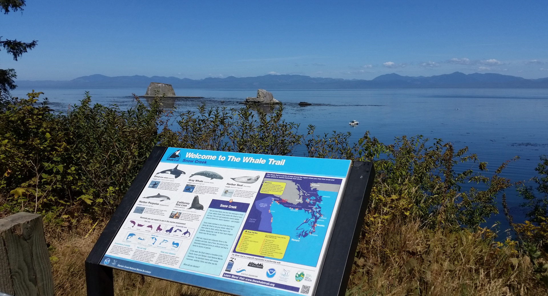 15 Best View Points for Whale Watching | The Olympic Peninsula, WA