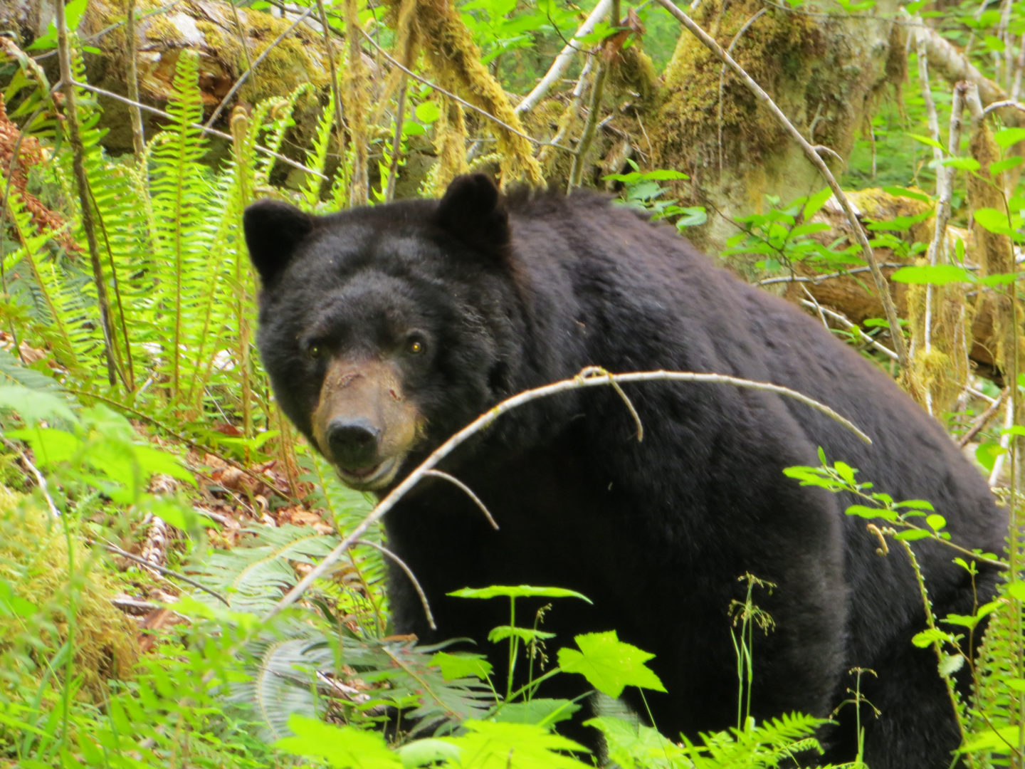Wildlife and Nature | The Olympic Peninsula, WA