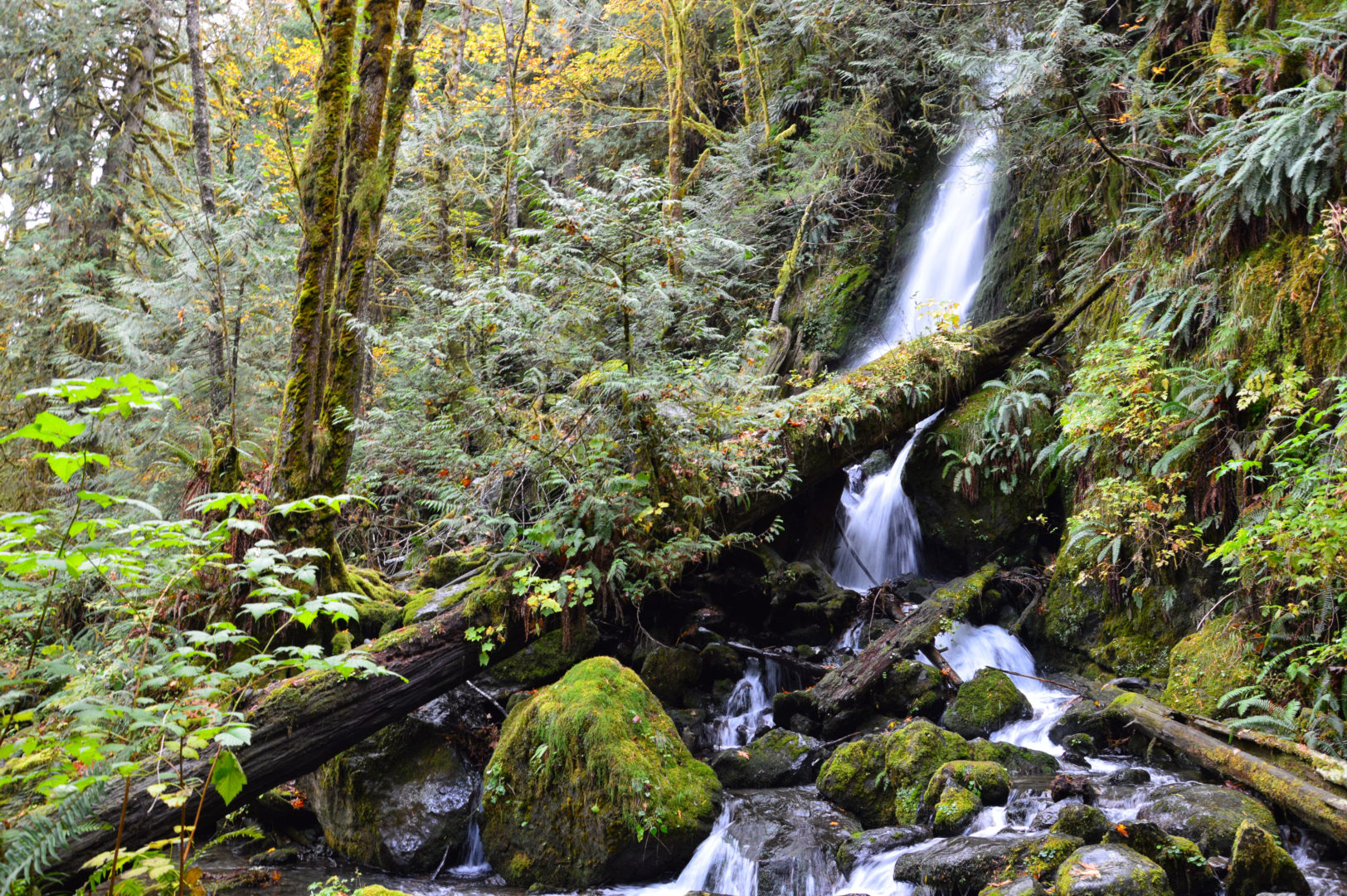 Visit Lake Quinault | Things To Do | The Olympic Peninsula, WA
