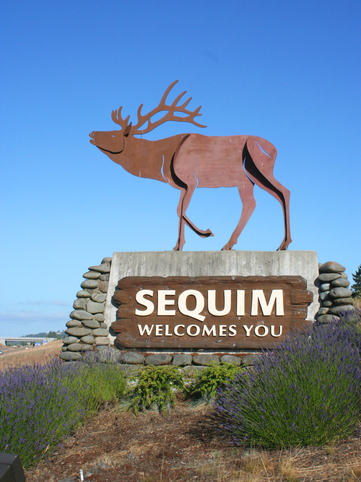 Visiting Sequim During Lavender Season