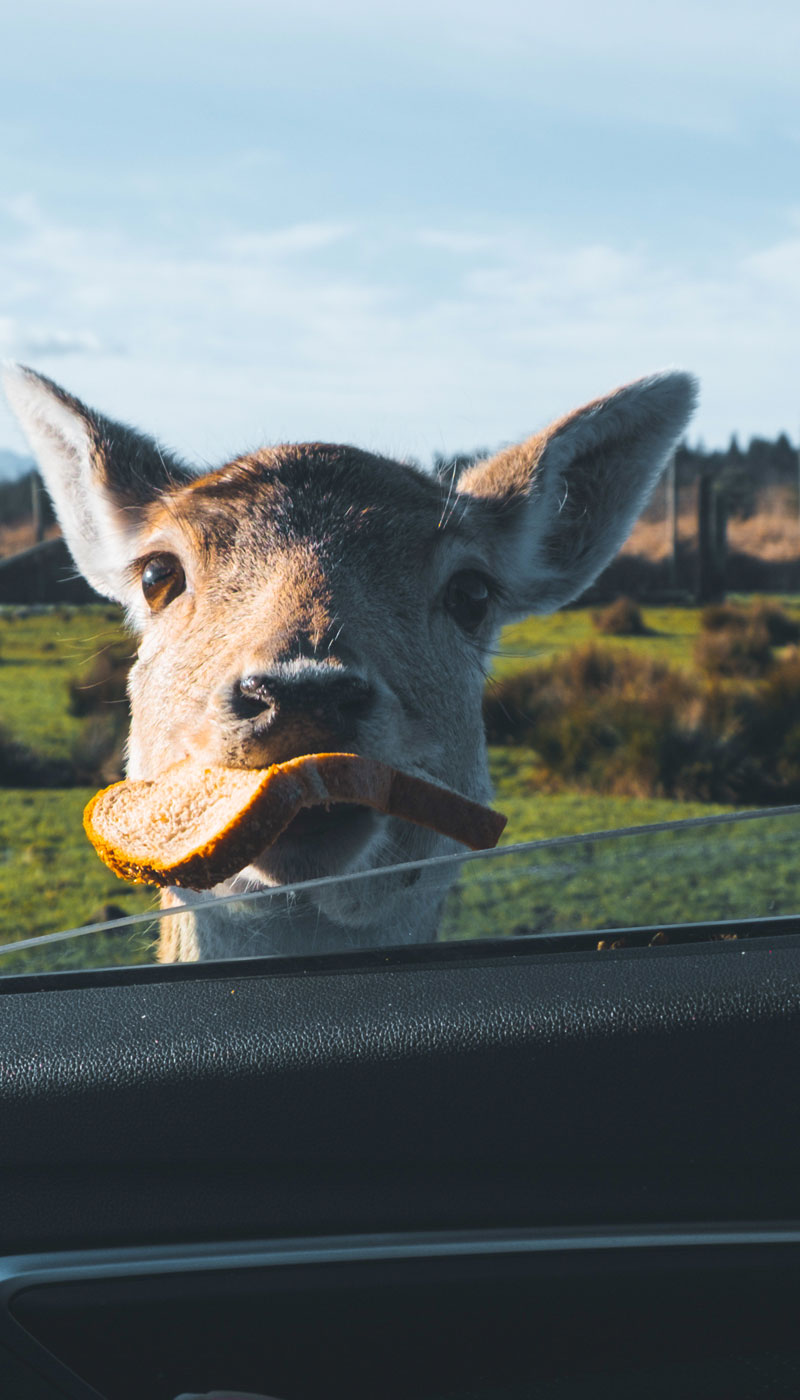 Fall Itinerary: 3 Days in Sequim, Washington - The Olympic Peninsula, WA