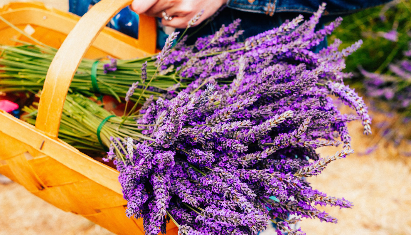 Fall Itinerary: 3 Days in Sequim, Washington - The Olympic Peninsula, WA