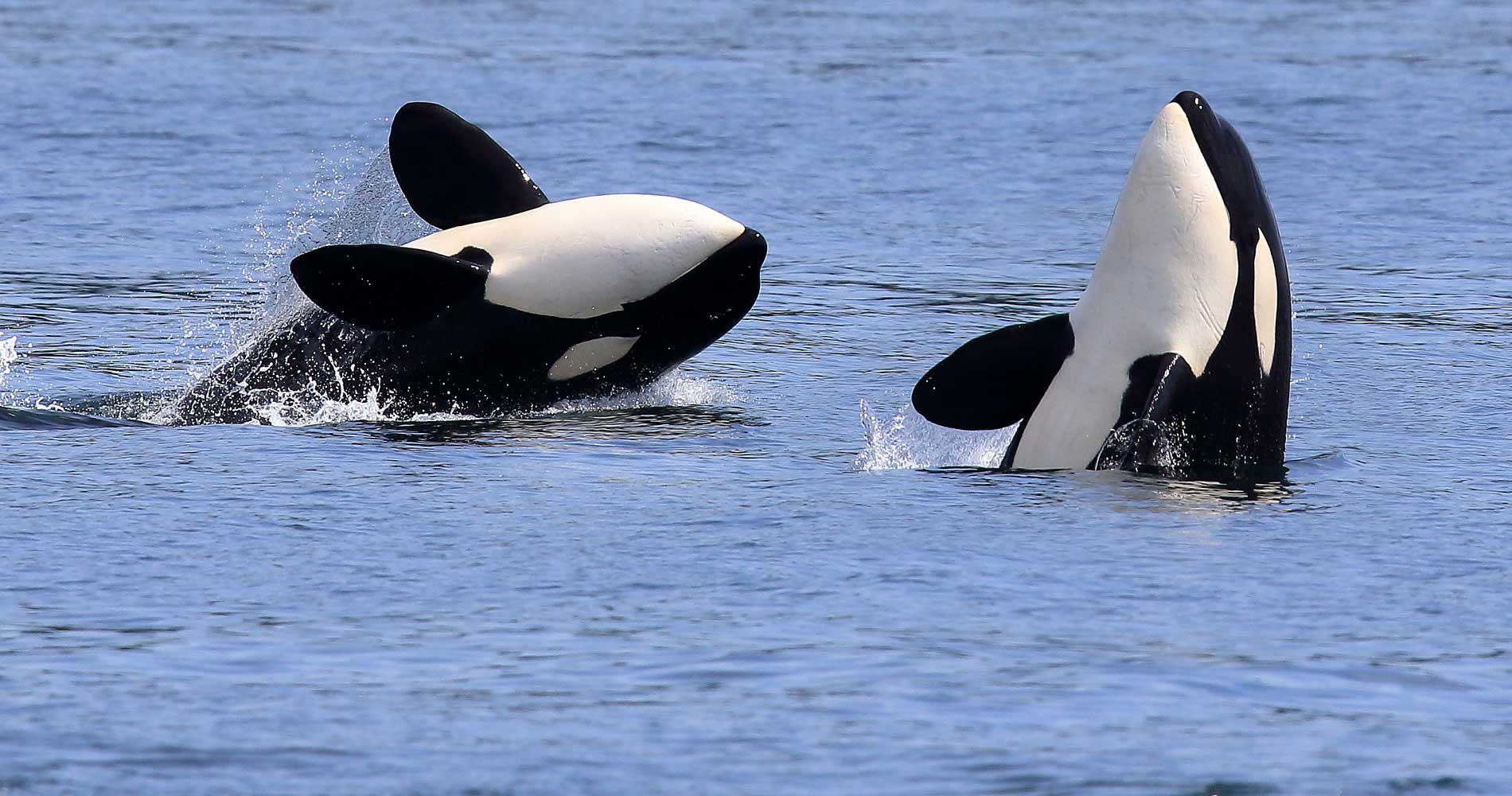 Chimacum Valley | Destinations | Olympic Peninsula